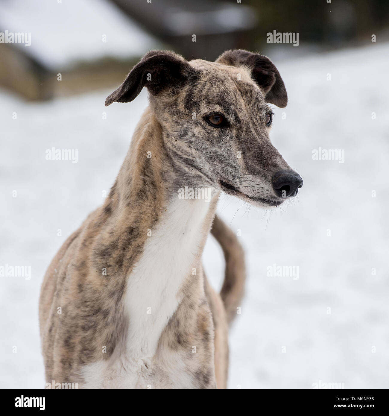 Whippet lurcher hi-res stock photography and images - Alamy