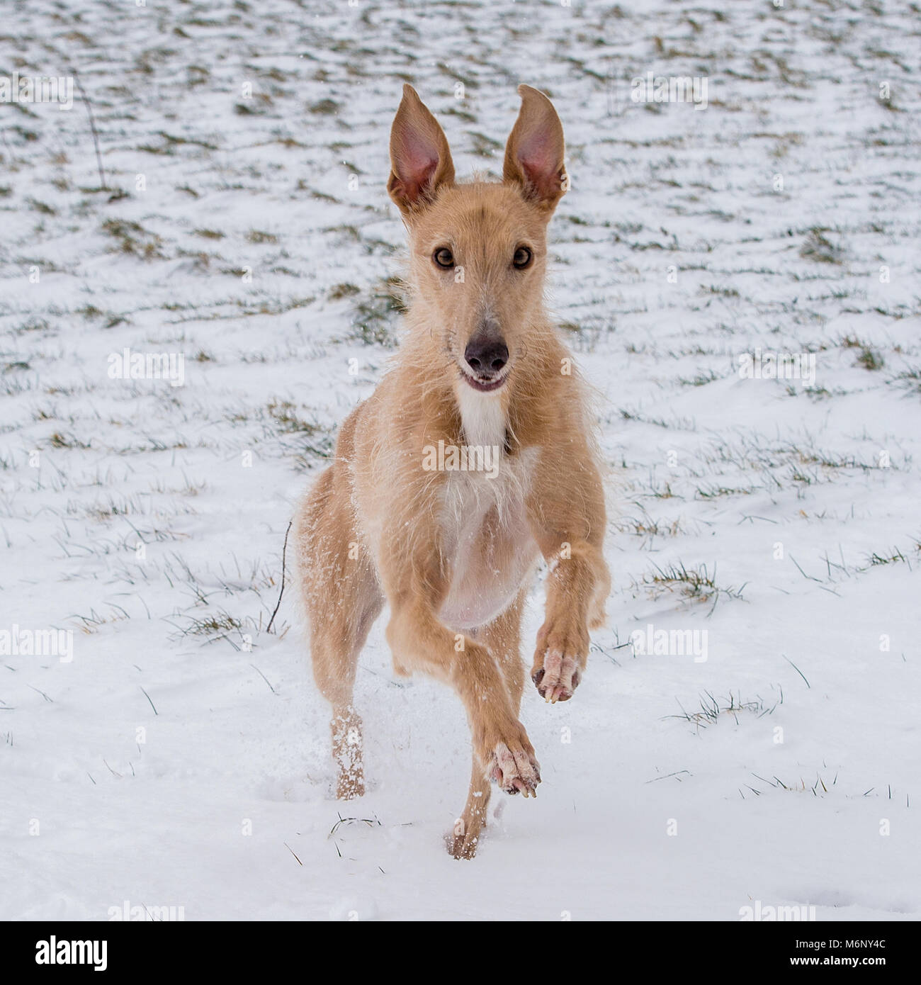 Lurcher dog sitting hi-res stock photography and images - Alamy
