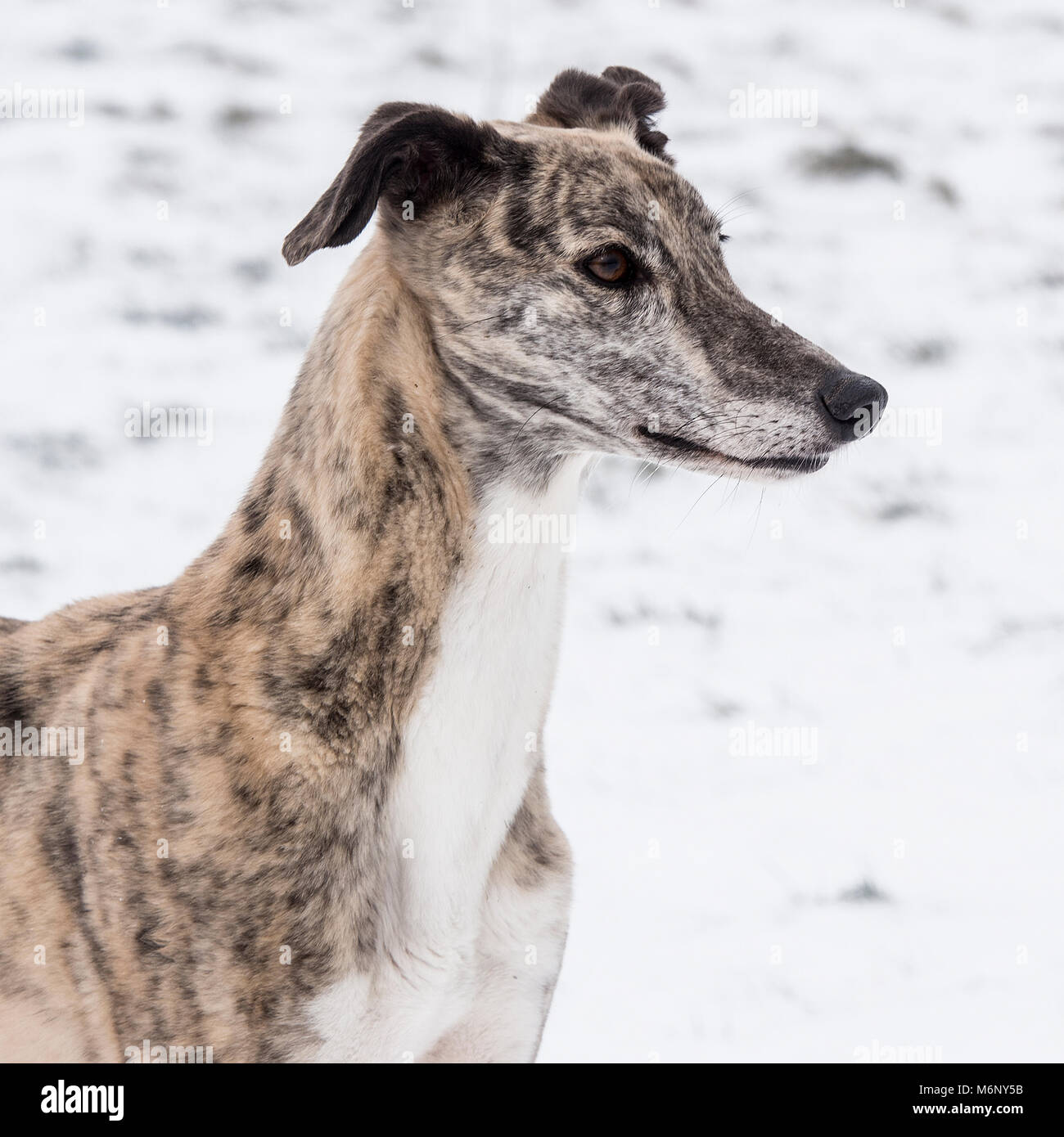 Whippet lurcher hi-res stock photography and images - Alamy