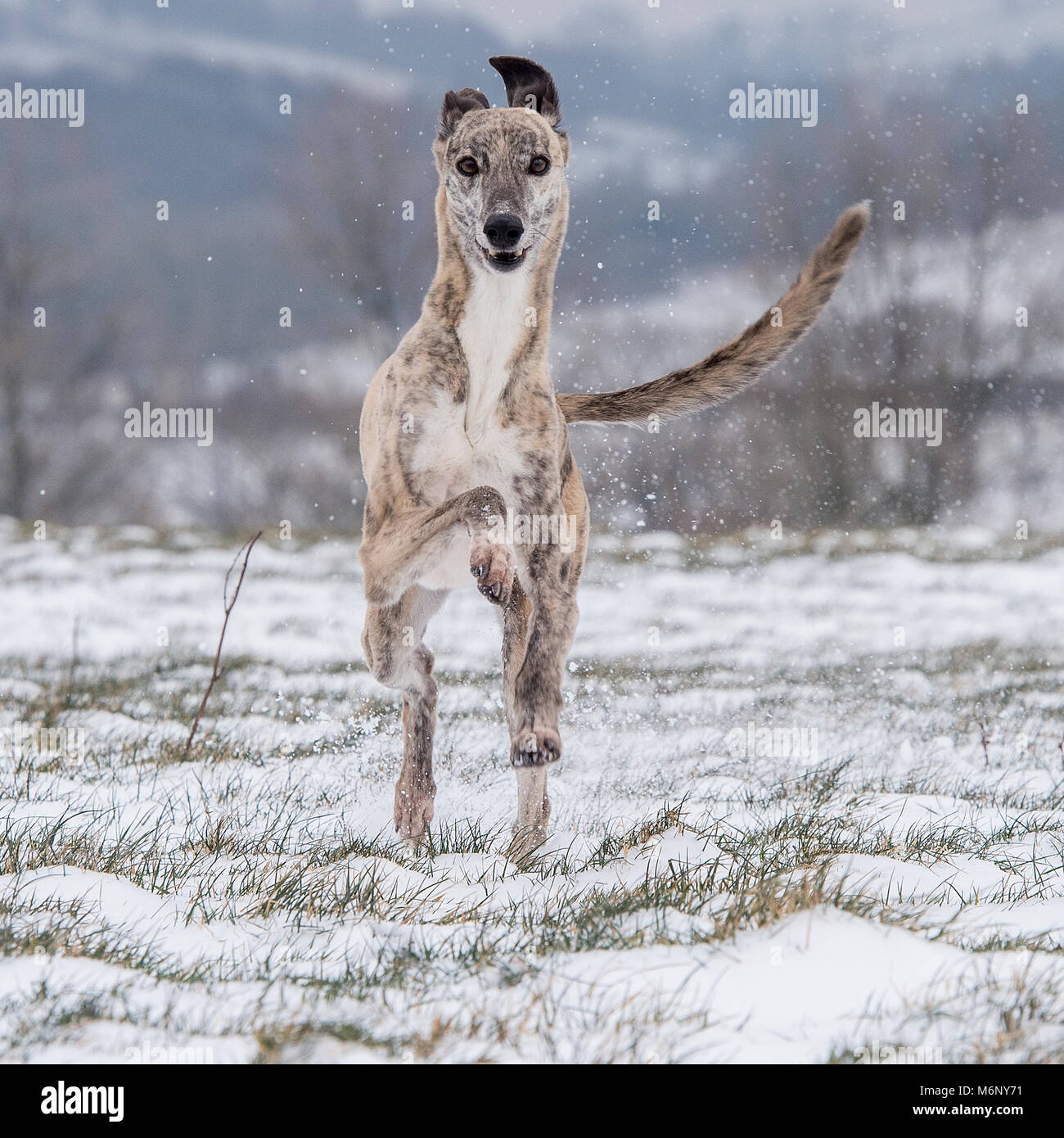 Lurcher dog sitting hi-res stock photography and images - Alamy