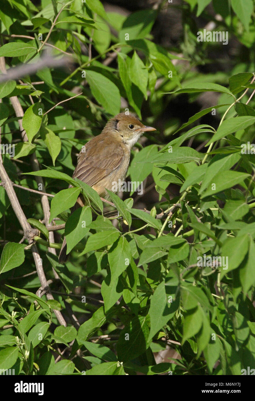 Chinese bush warbler hi-res stock photography and images - Alamy