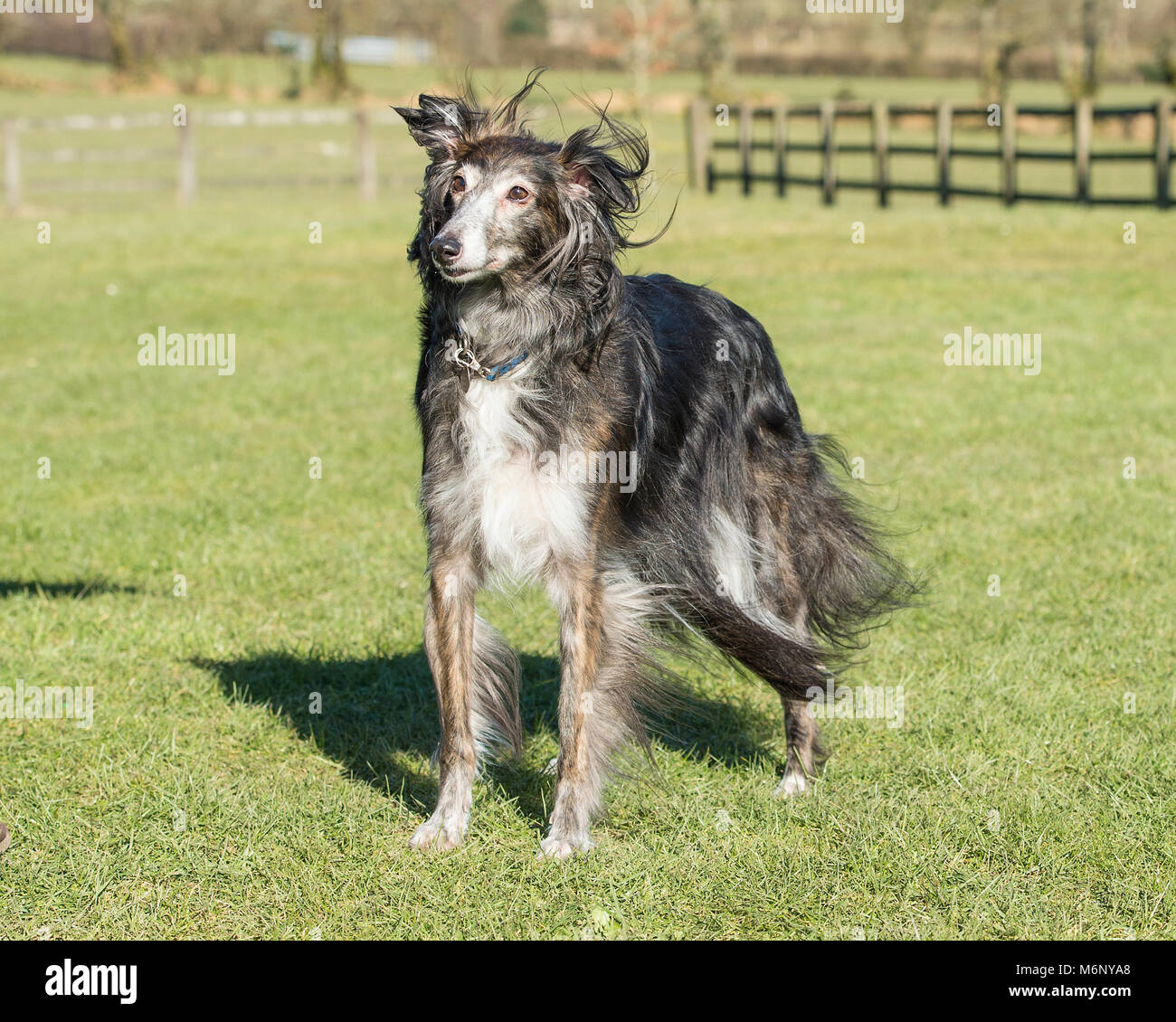 How Do Silken Windhound Hunt
