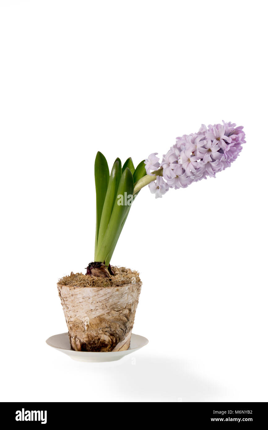 Pale blue wallpaper Cut Out Stock Images & Pictures - Alamy