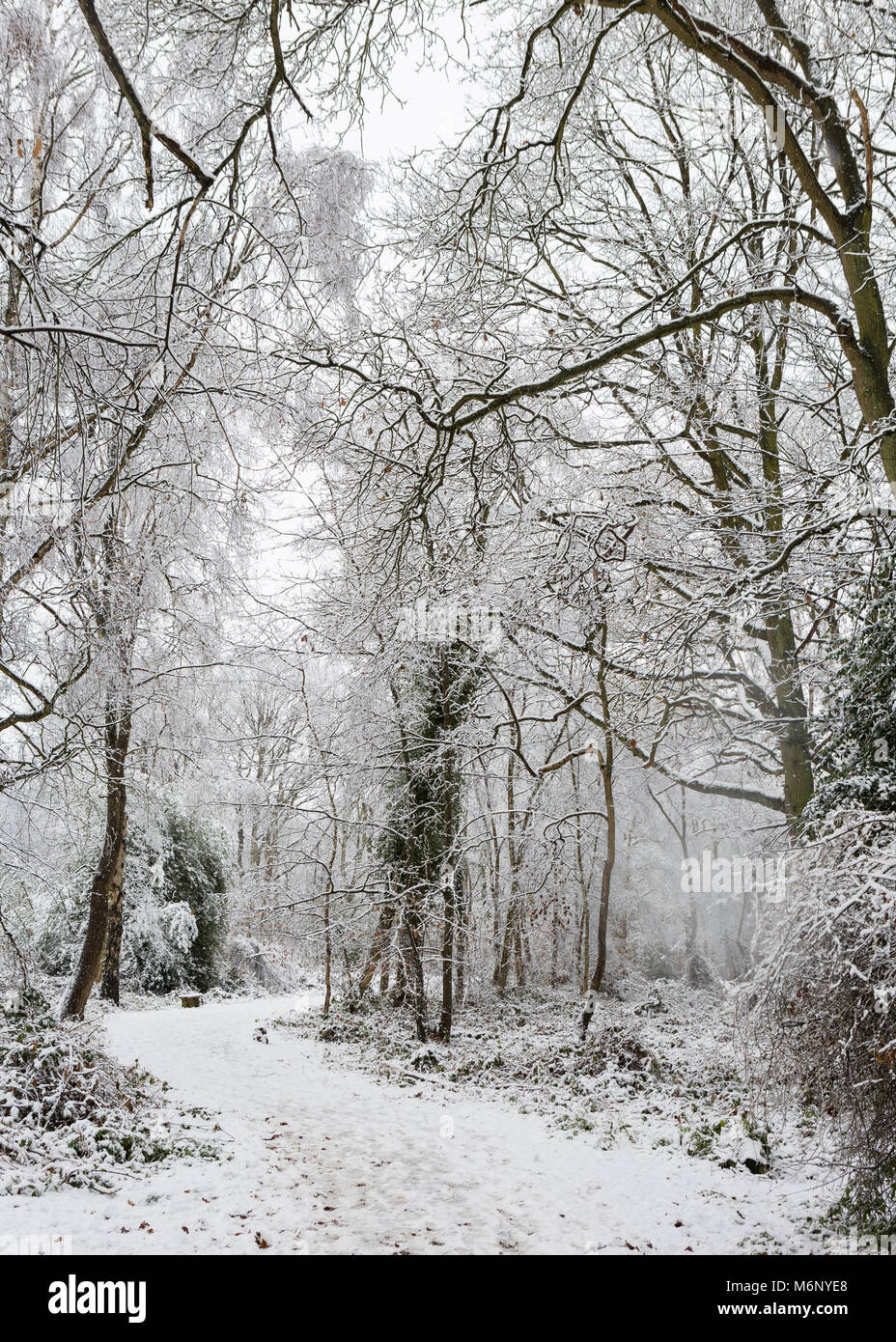 Snowy woodland scene hi-res stock photography and images - Alamy