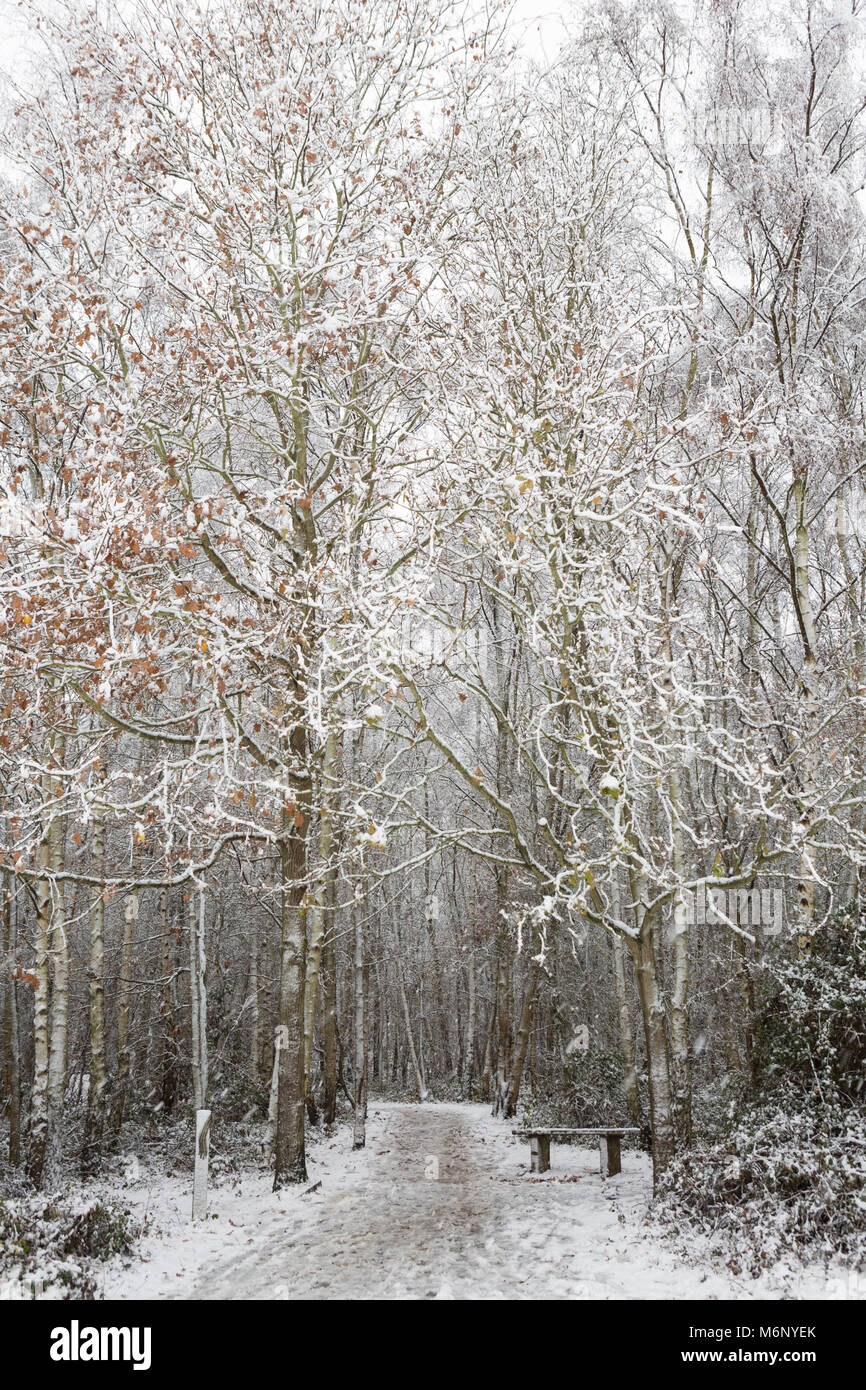 Snowy woodland scene looking down a pathway in Colchester Stock Photo ...