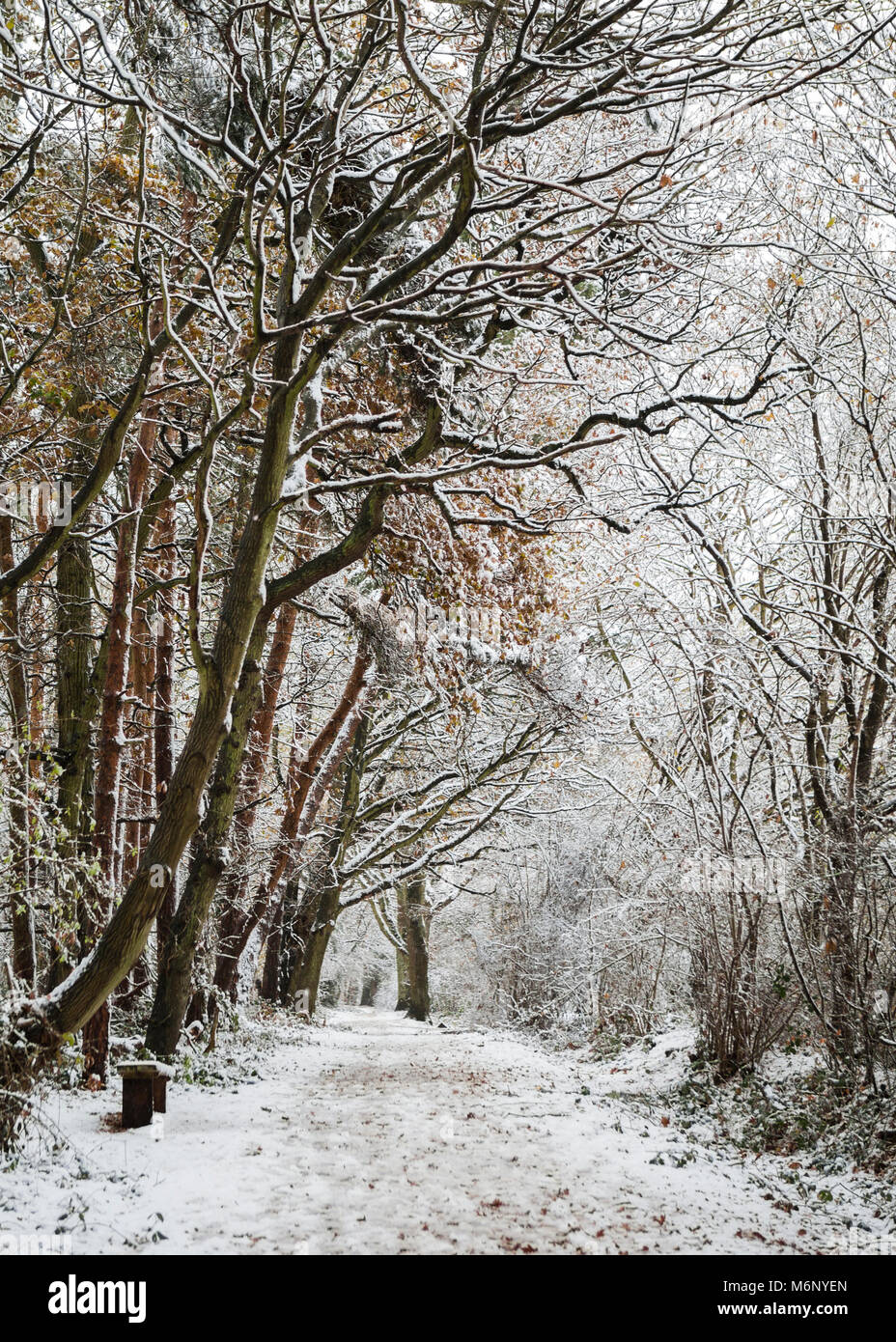 Snowy woodland scene looking down a pathway in Colchester Stock Photo ...