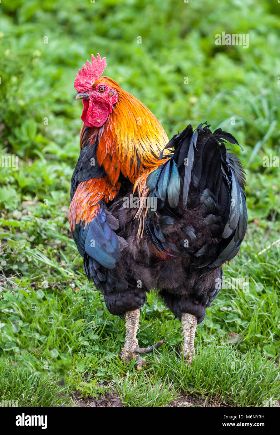 Belgian d'Uccle Mille Fleur bantam cock with fine colourful plumage ...