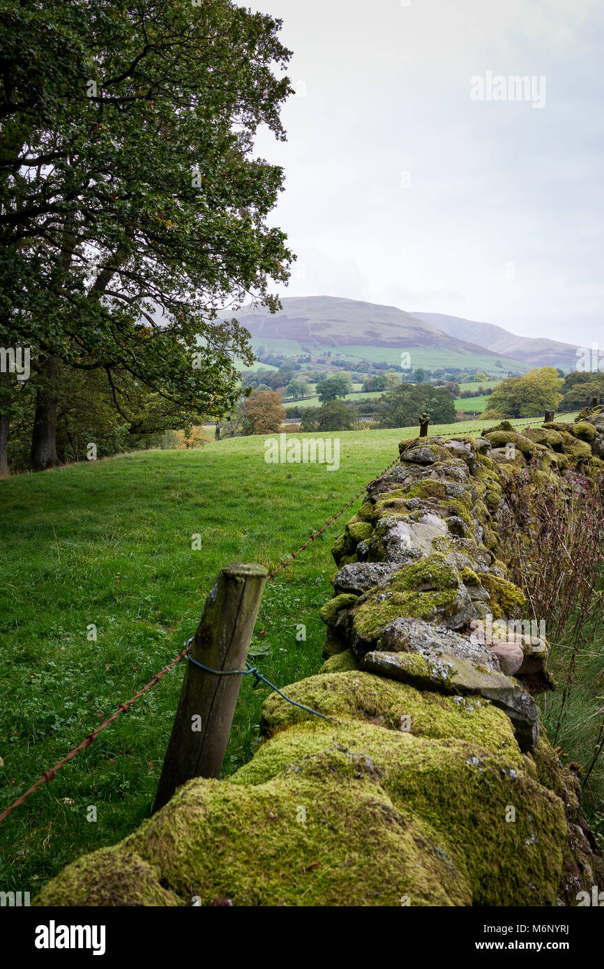 Howgills sheep hi-res stock photography and images - Alamy