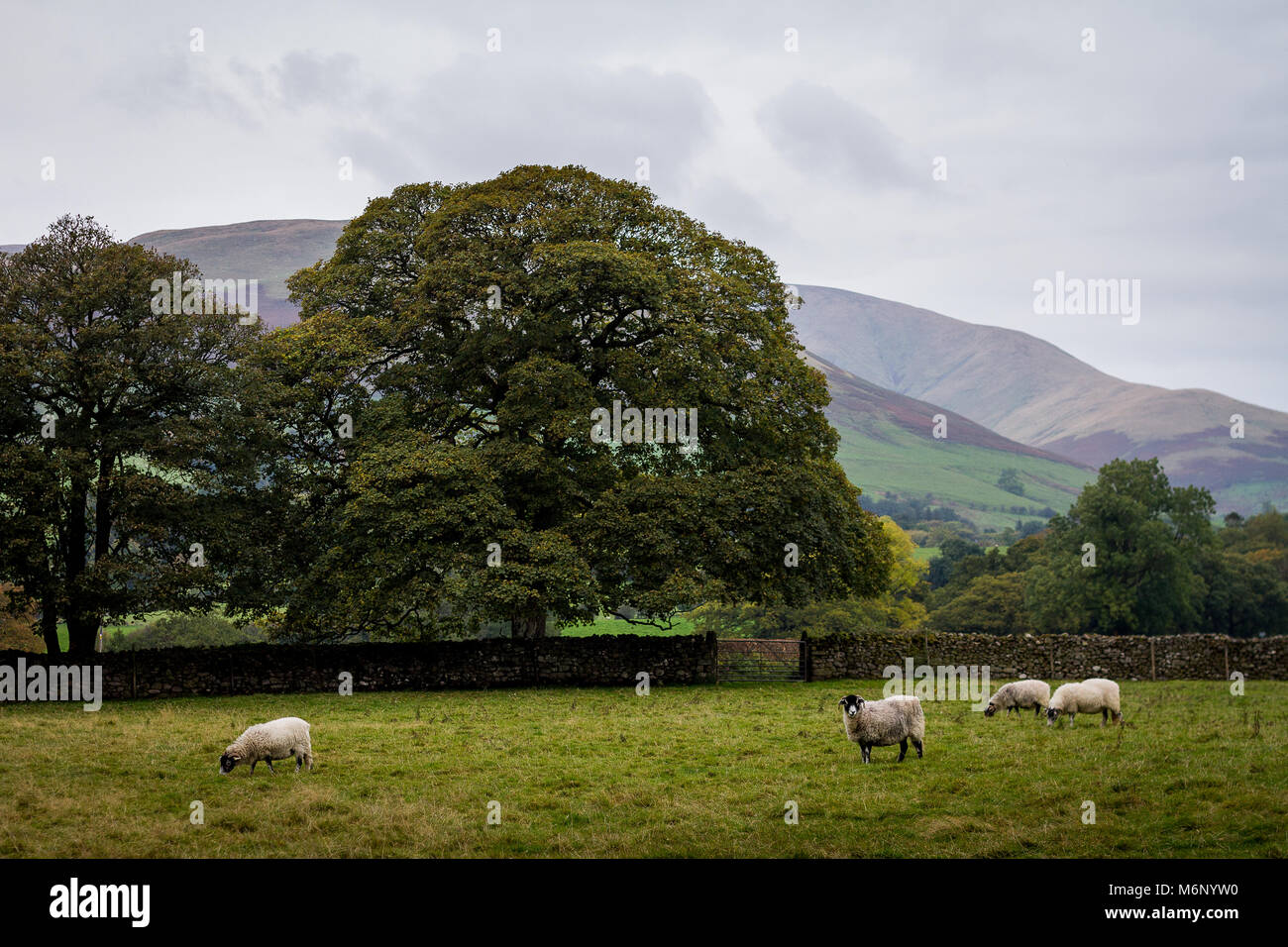 Howgills sheep hi-res stock photography and images - Alamy