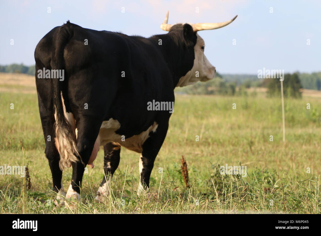 Swedish cow in the open Stock Photo - Alamy