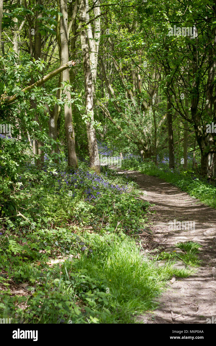 Bluebell wood trail Stock Photo - Alamy