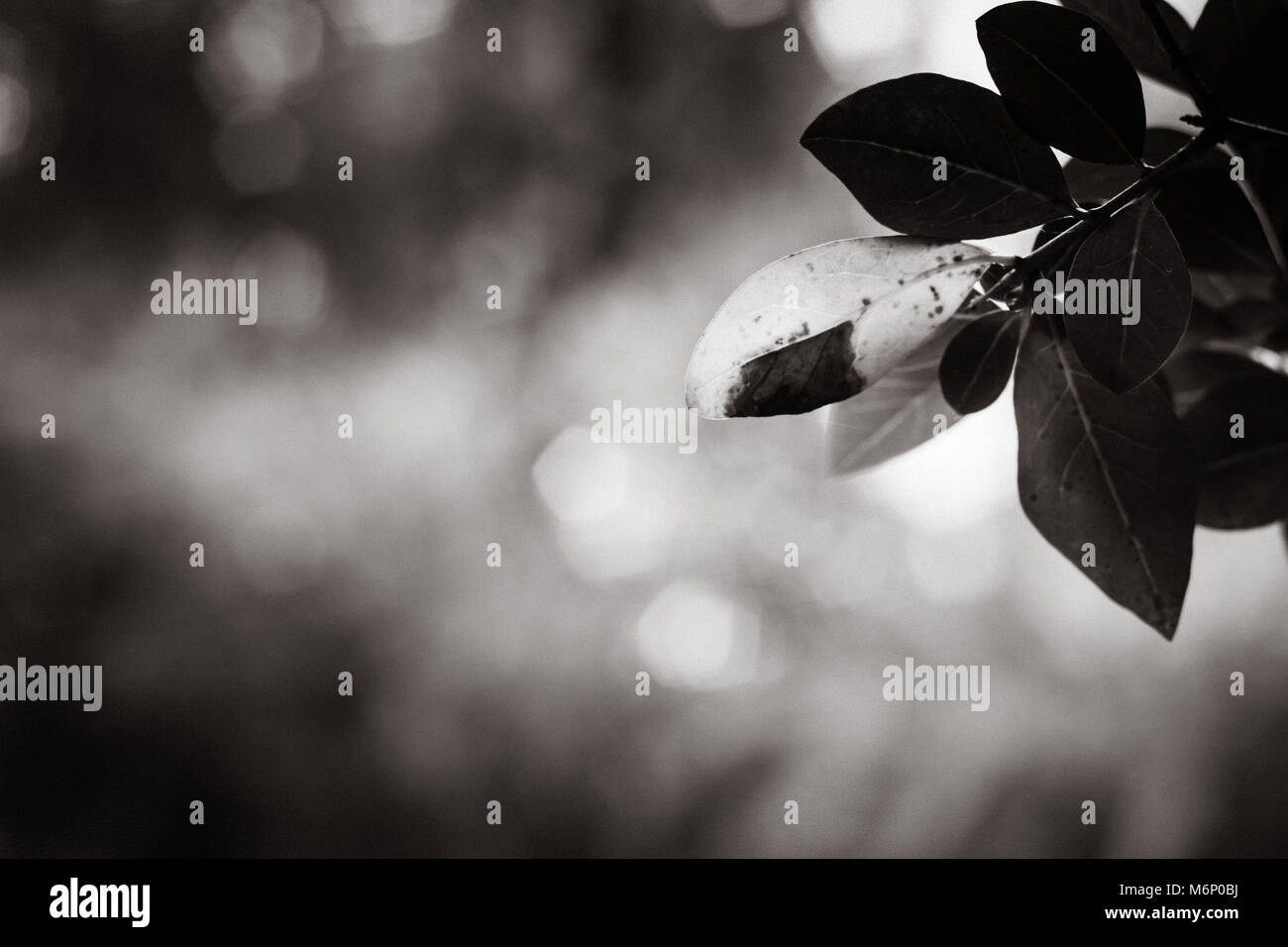 Leaves and light patterns Stock Photo - Alamy