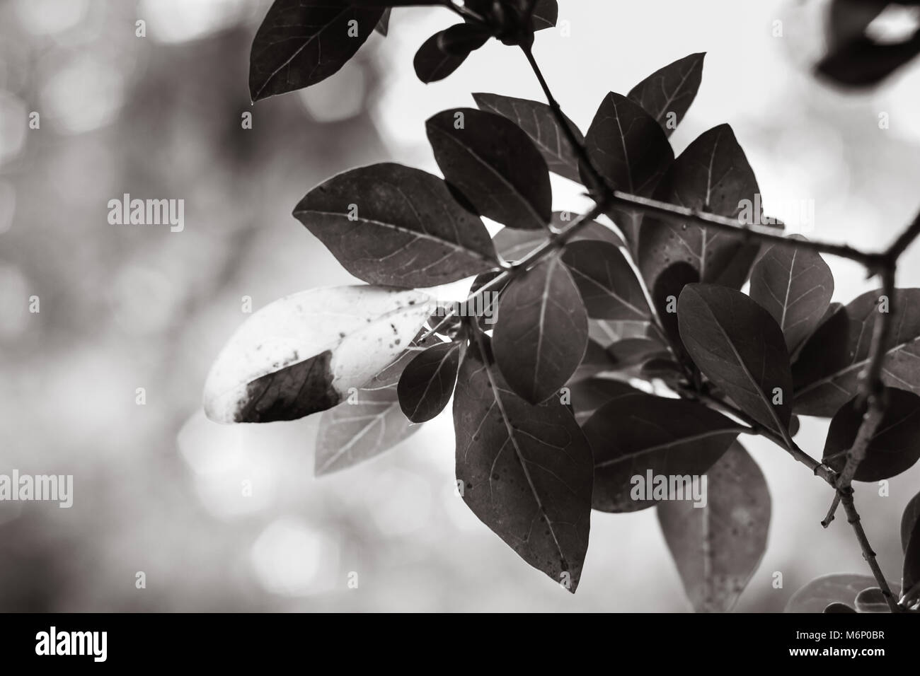Leaves and light patterns Stock Photo - Alamy