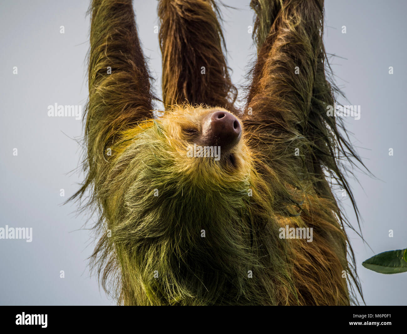 Sloth hanging from tree hi-res stock photography and images - Alamy