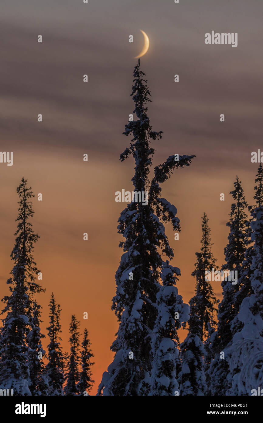 Birch in sunset with crescent moon hi-res stock photography and images ...