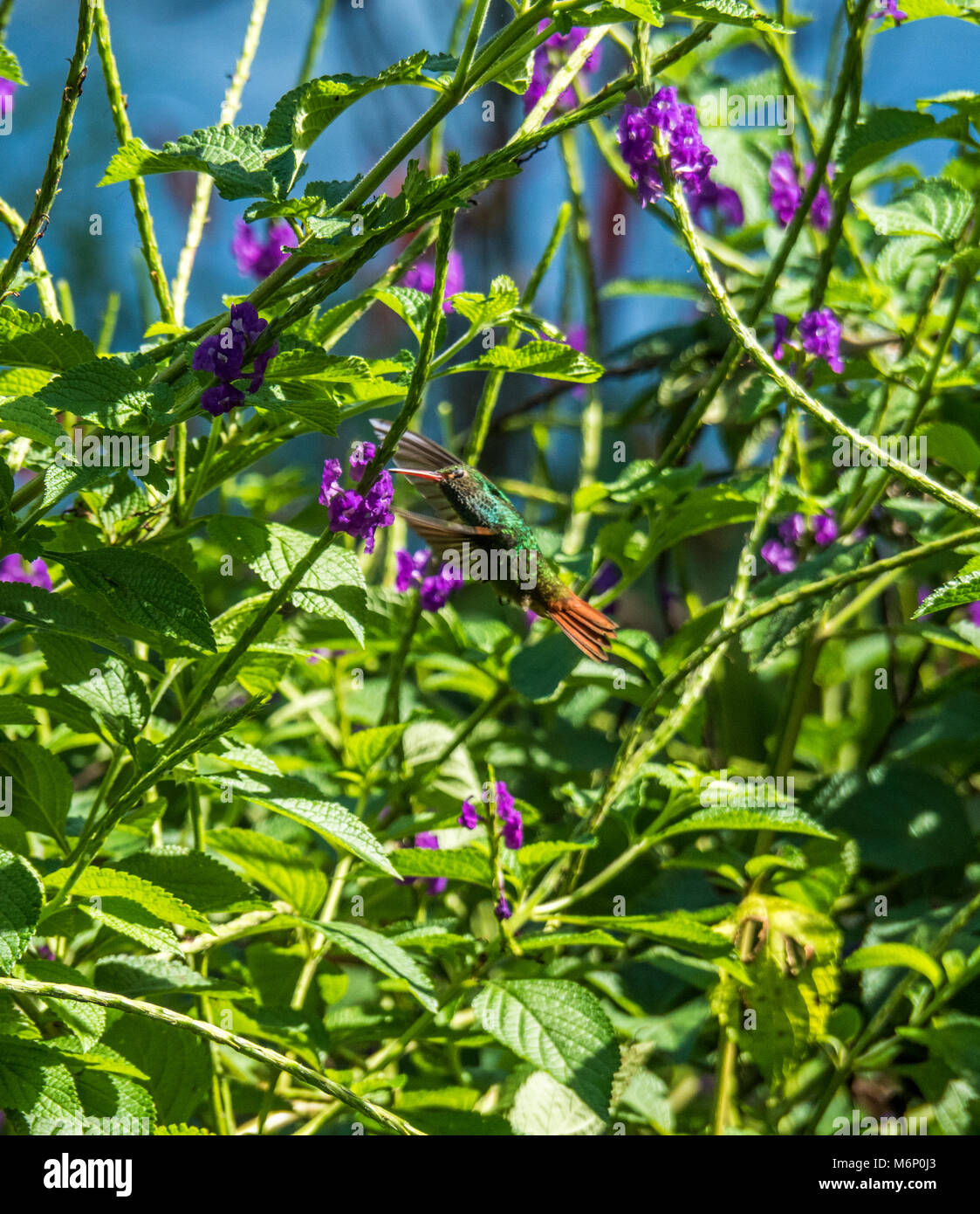 Costa rica green birds hi-res stock photography and images - Alamy