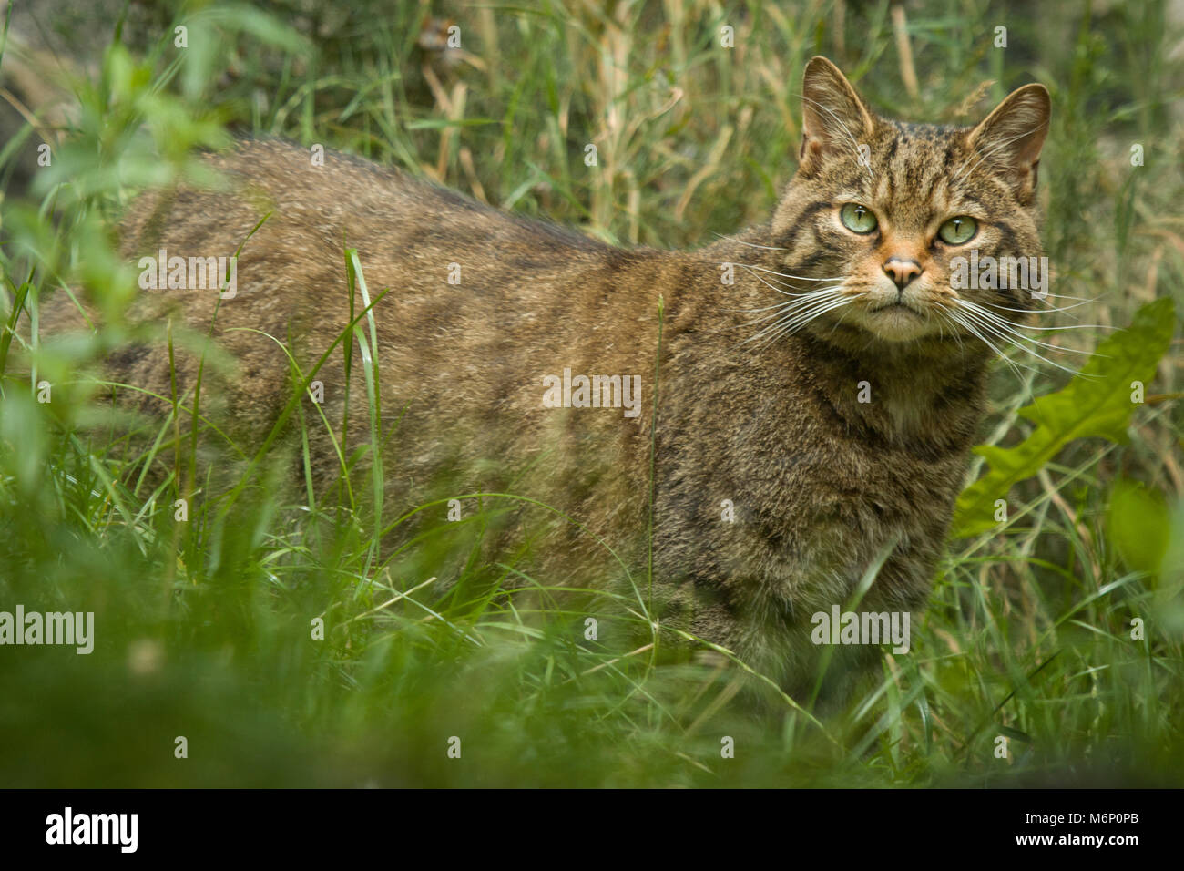 Highland wildcat hi-res stock photography and images - Alamy