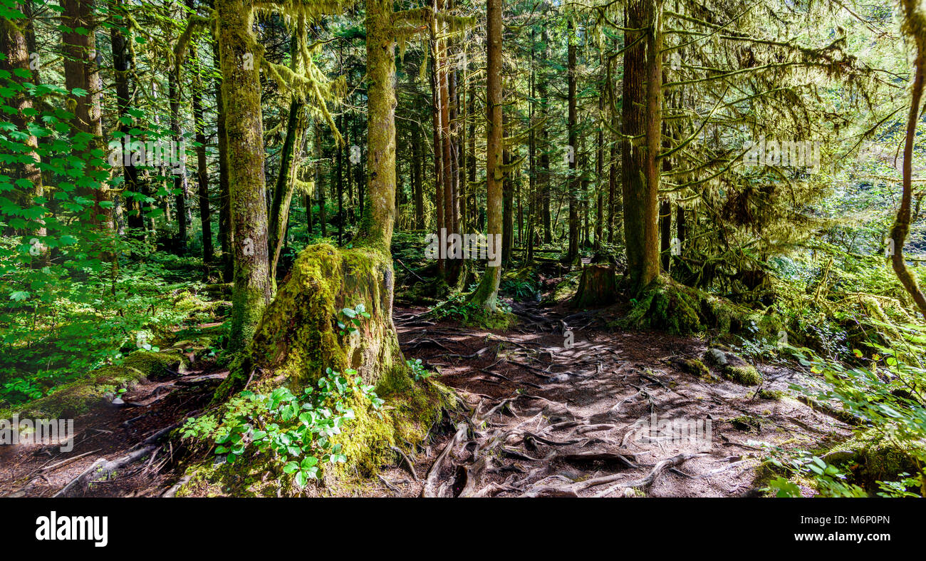 a hiking trail with tree roots, in a dense subtropical forest with ...