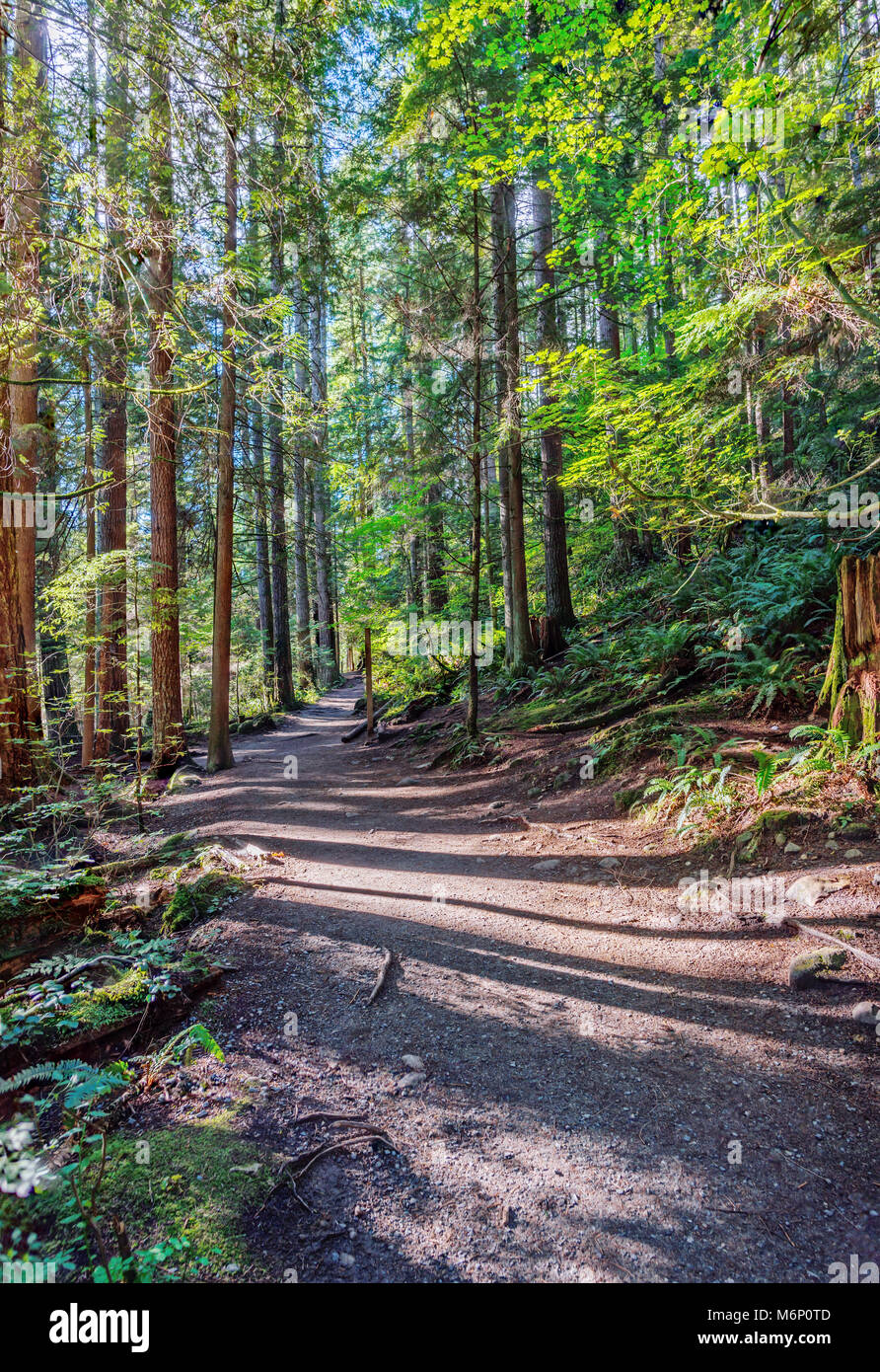 a hiking trail in a dense forest with tall trees and a stump covered ...