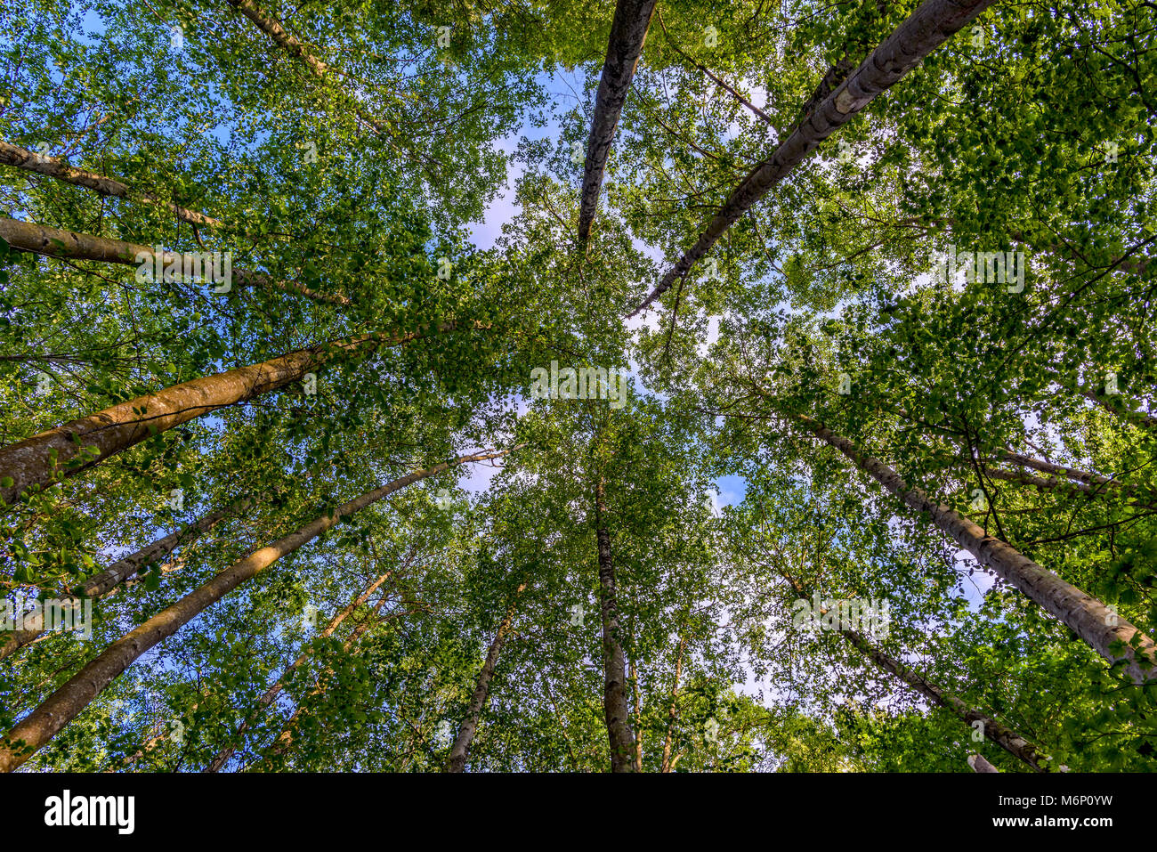 shoot from below upwards on green trees with crowns at the blue sky ...