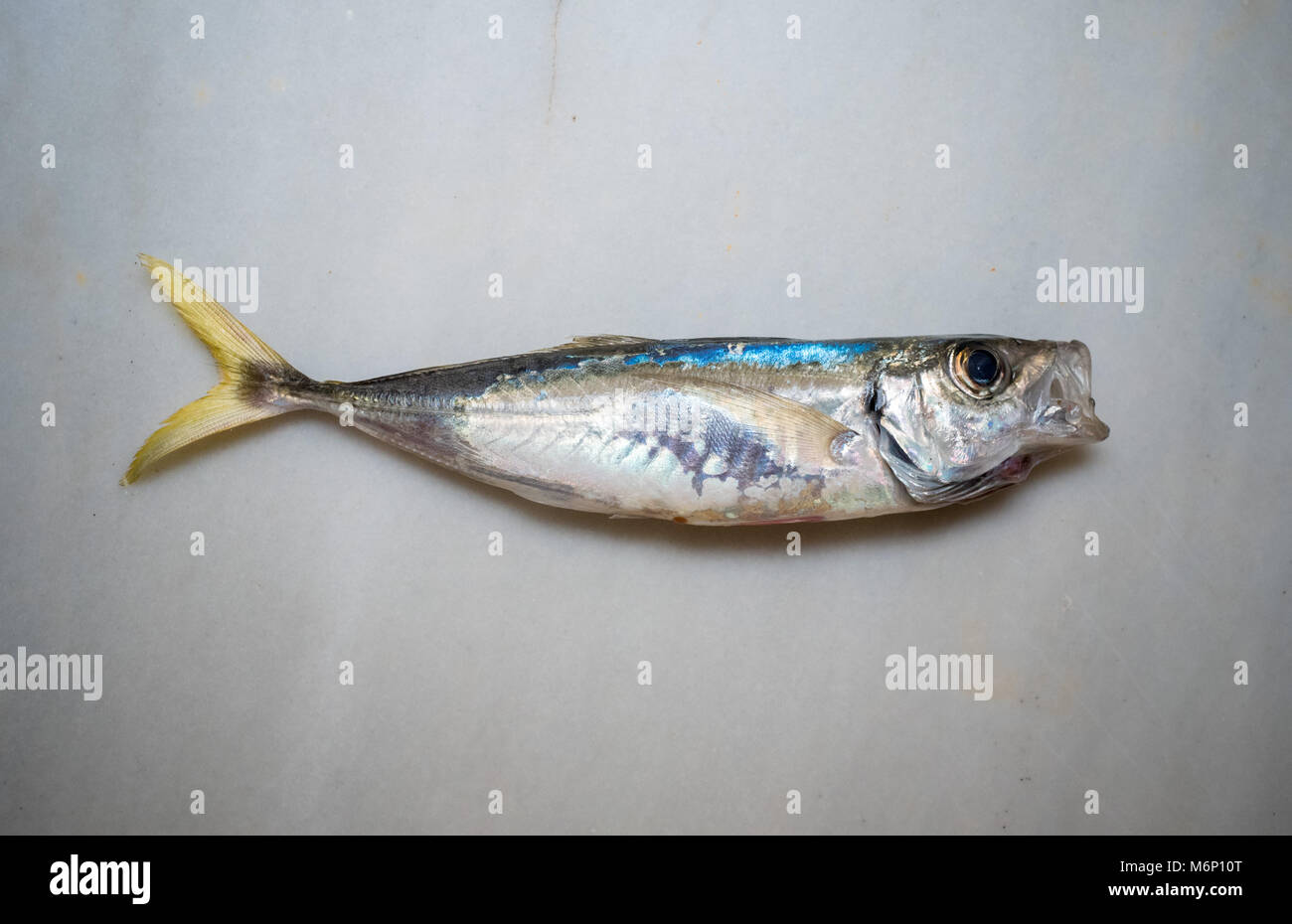 Trachurus trachurus hi-res stock photography and images - Alamy