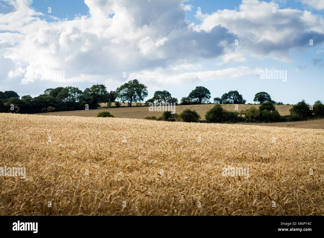Golden crops hi-res stock photography and images - Alamy
