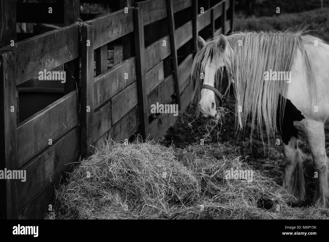Hay stable Black and White Stock Photos & Images - Alamy
