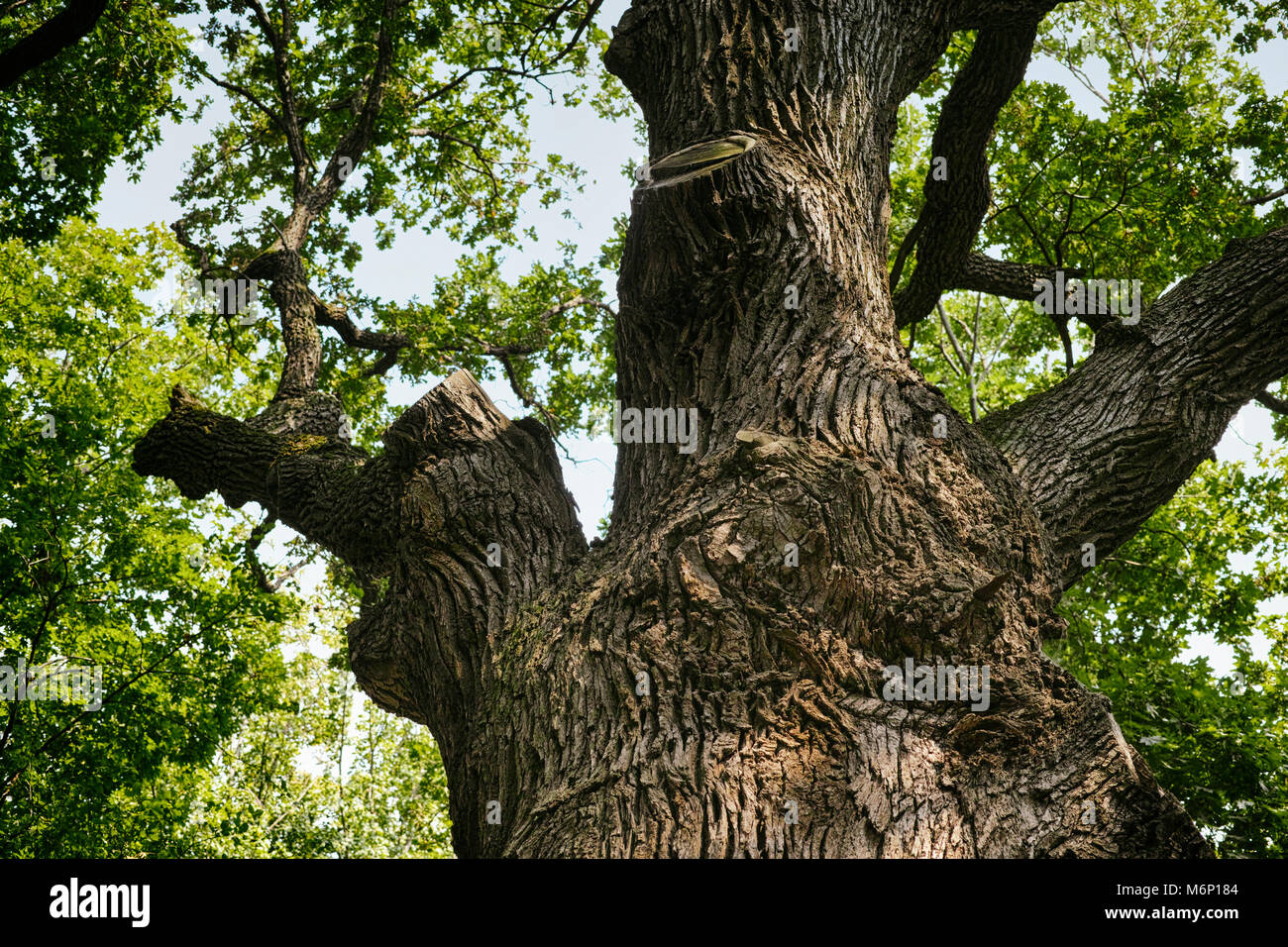 Trunk of old oak tree Stock Photo - Alamy