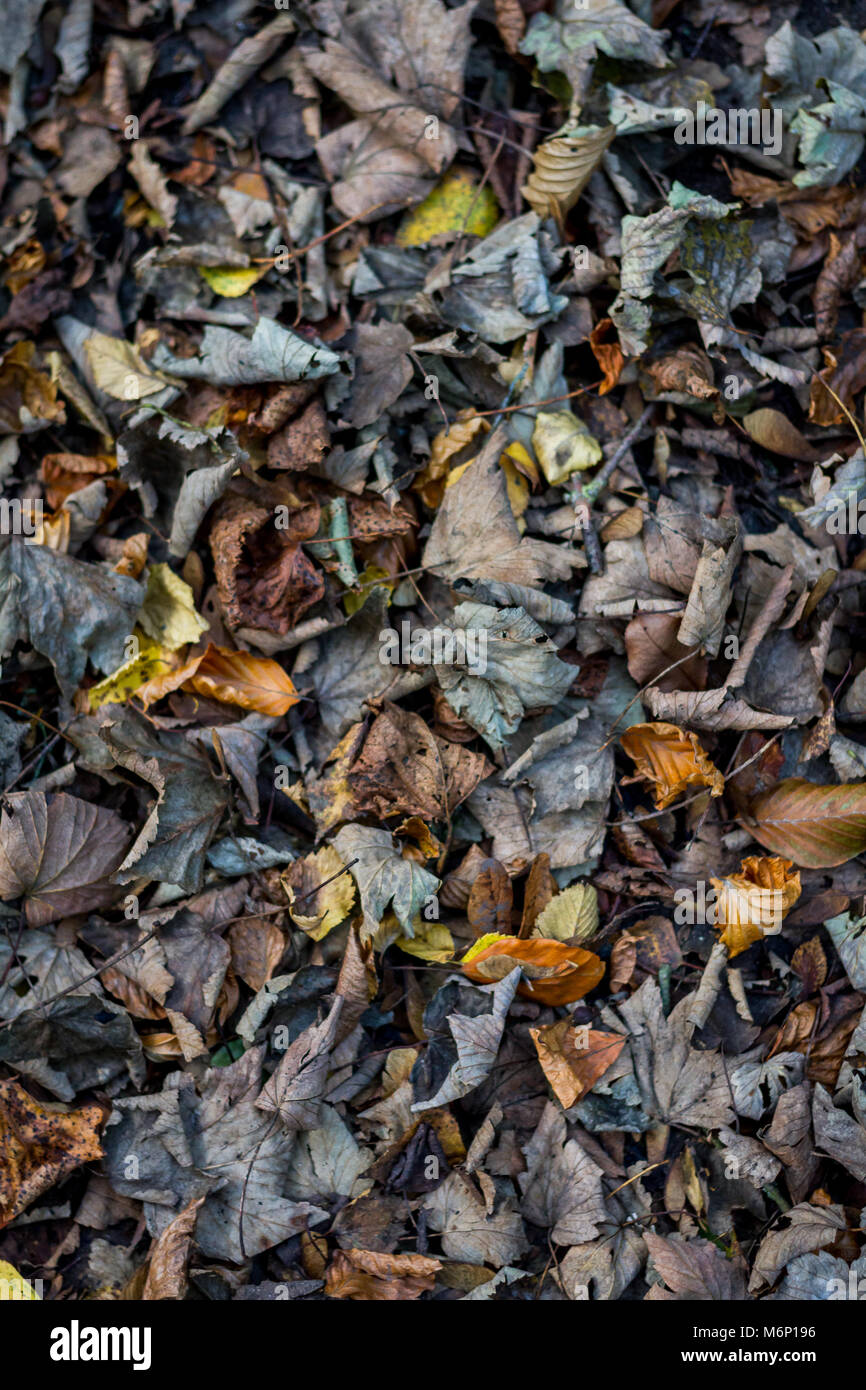 Autumn leaves photographed from above Stock Photo - Alamy