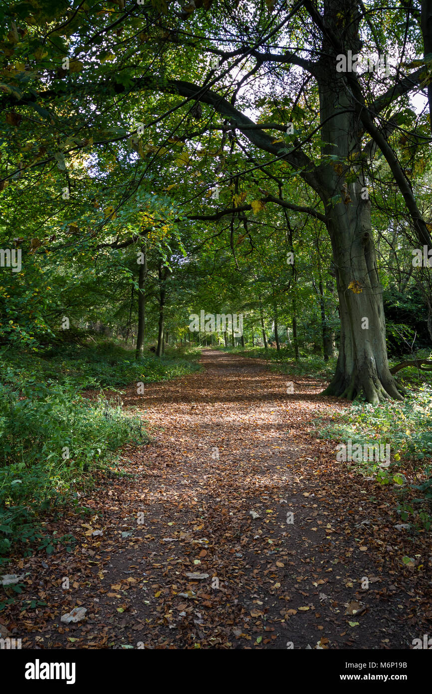 Winding path through Beech tree woods Stock Photo - Alamy