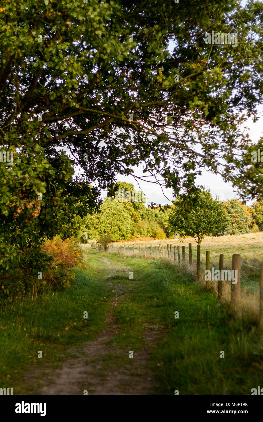 Clumber park country park hi-res stock photography and images - Alamy