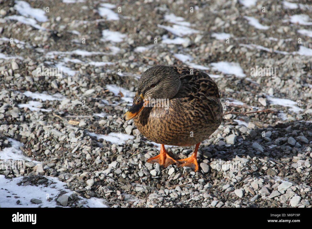 Single female mallard duck hi-res stock photography and images - Alamy