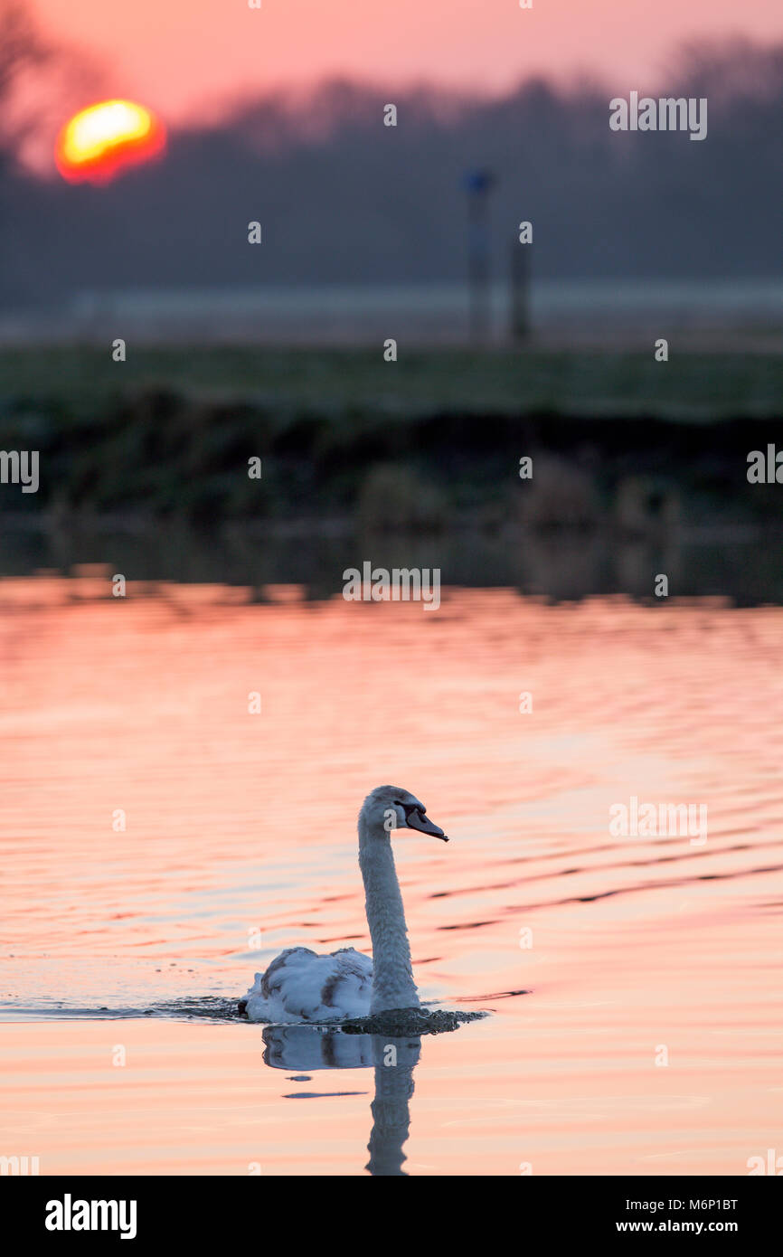 Rowers out on the River Cam in Cambridge at sunrise on Saturday morning ...