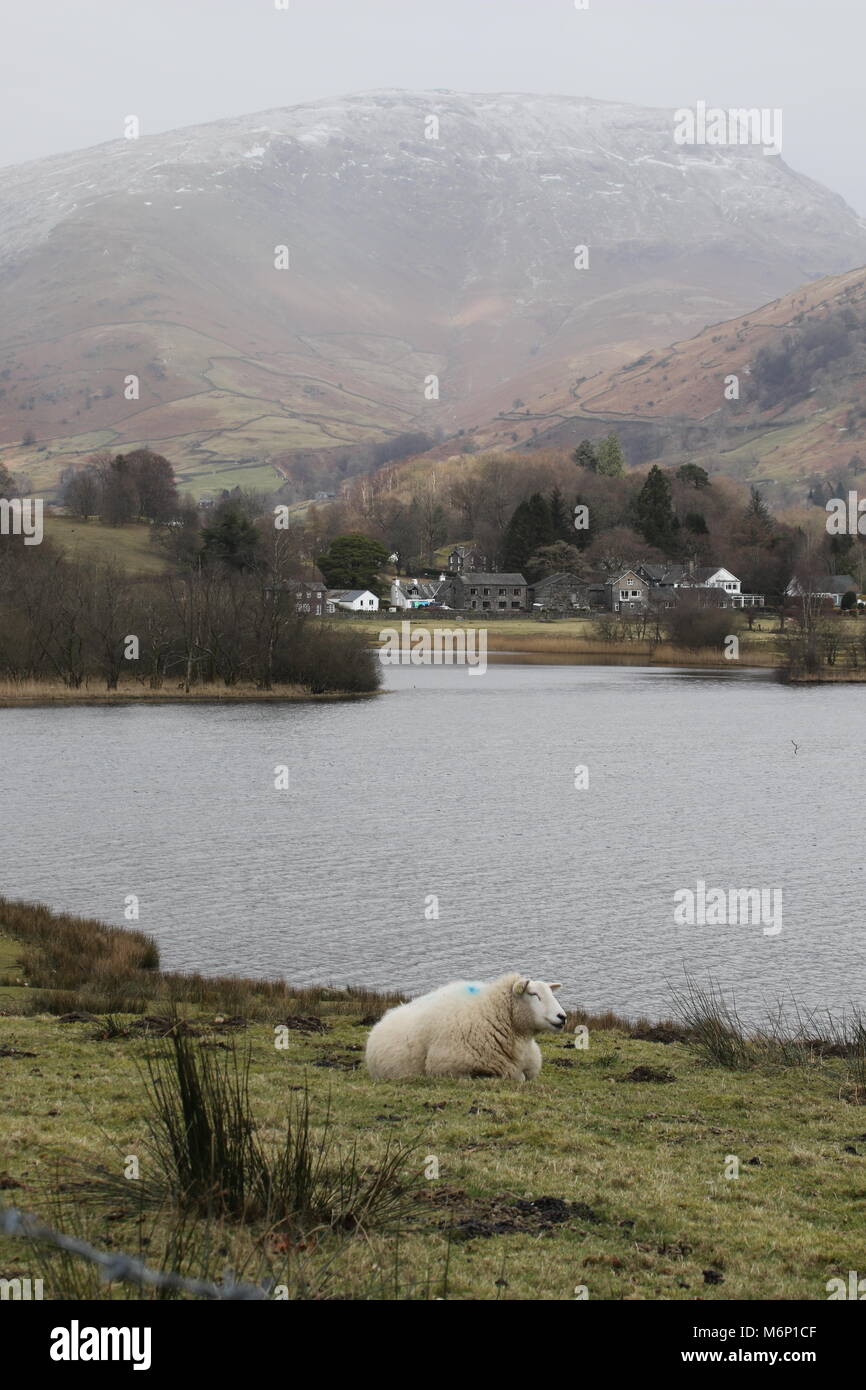 A single sheep laying on the banks of Grasmere lake in the English Lake ...