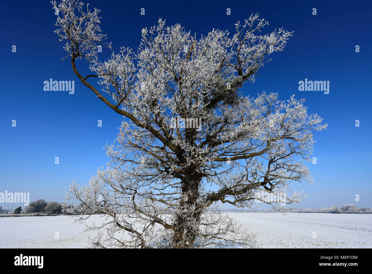 Frozen oak tree hi-res stock photography and images - Alamy
