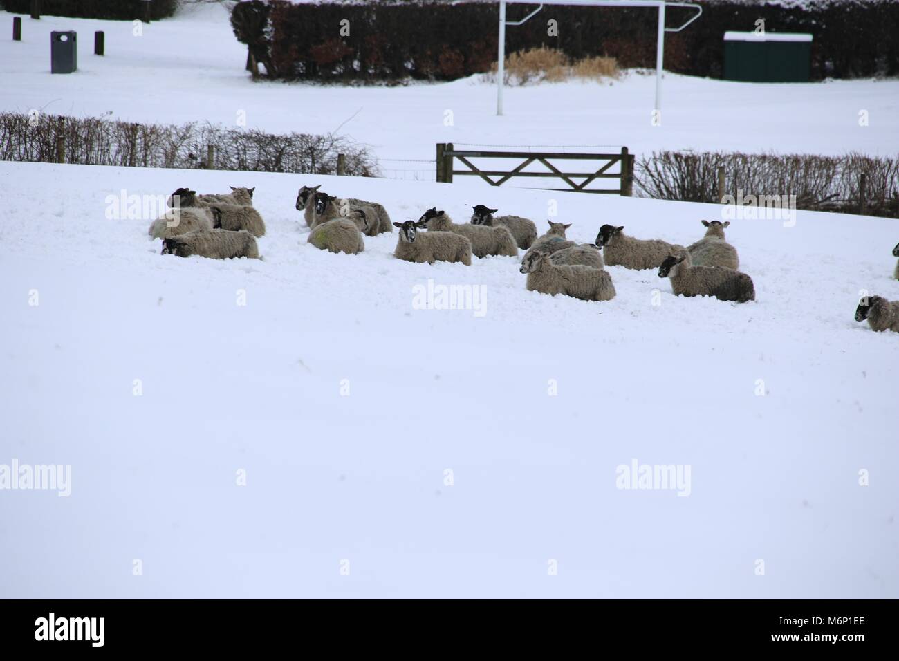 Sheep Laying Down High Resolution Stock Photography and Images - Alamy