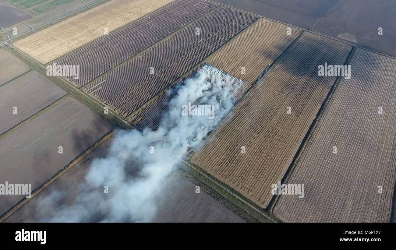 The burning of rice straw in the fields. Smoke from the burning of rice ...
