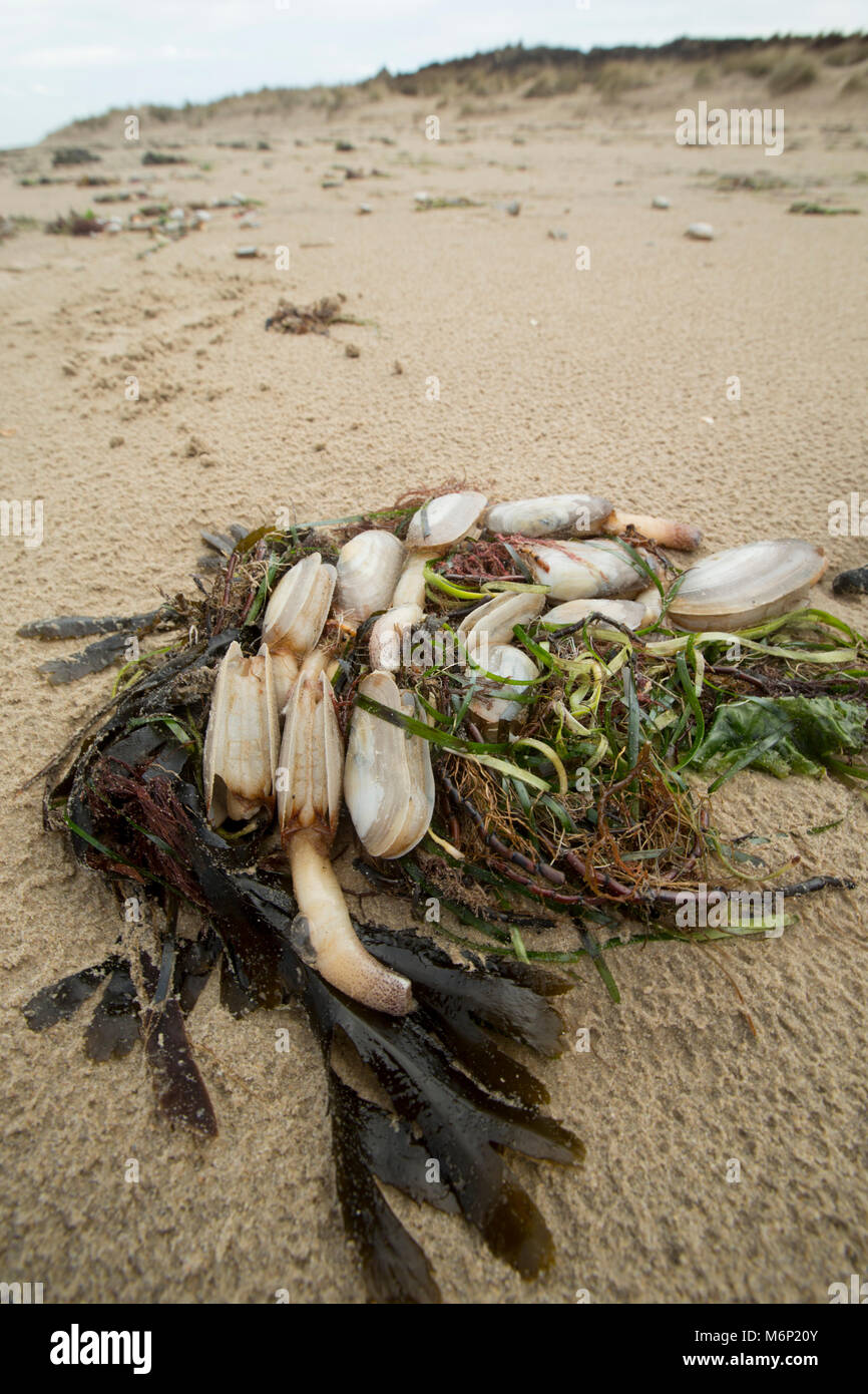 Dead and dying common otter clam that have been washed ashore after the ...