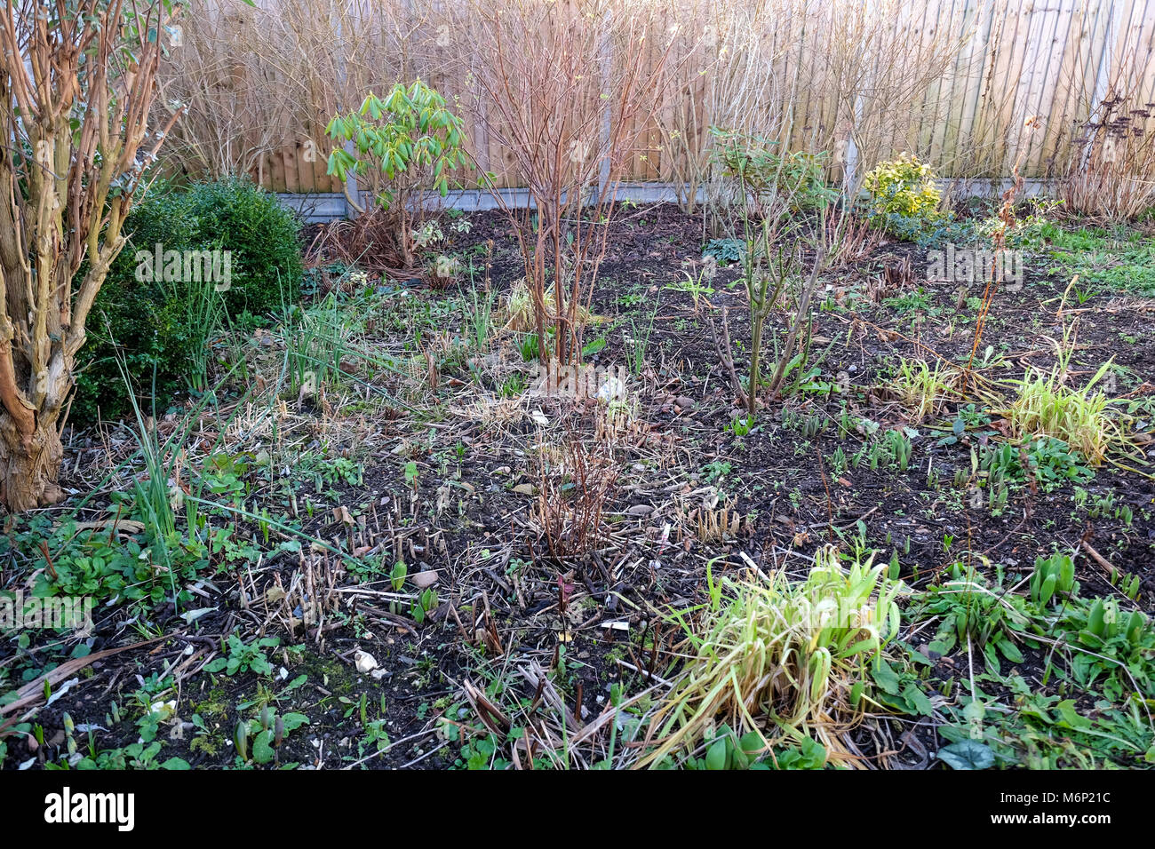 back garden in winter Stock Photo - Alamy