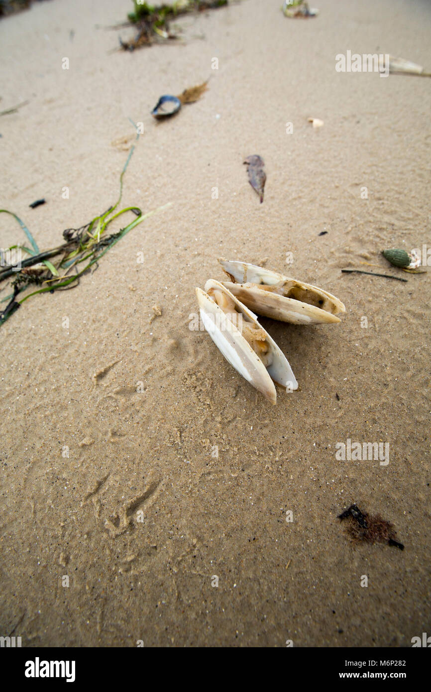 Dead and dying common otter clam that have been washed ashore after the ...