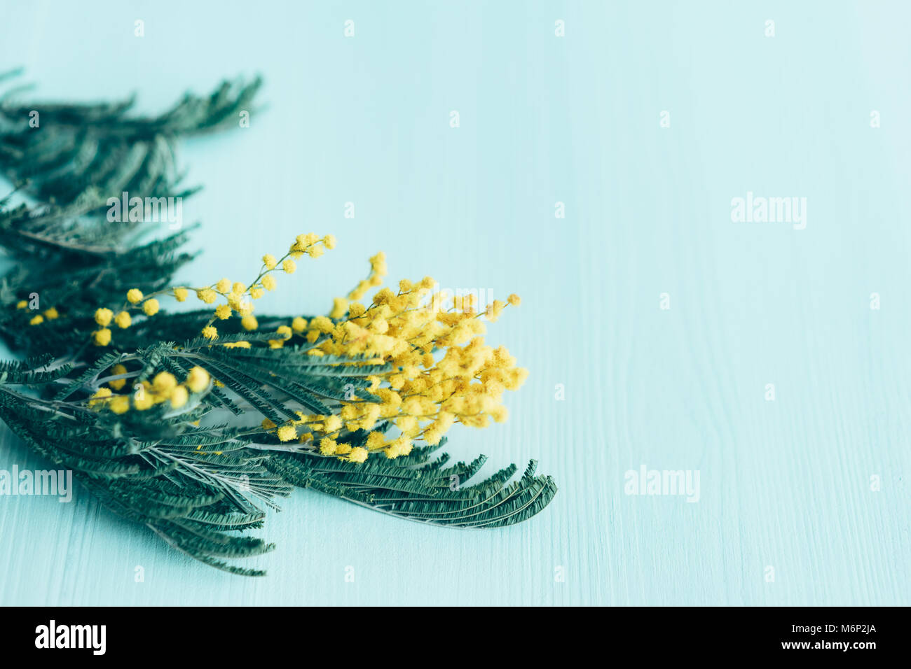 Mimosa branch on a blue or turquoise background, close-up, copy space ...
