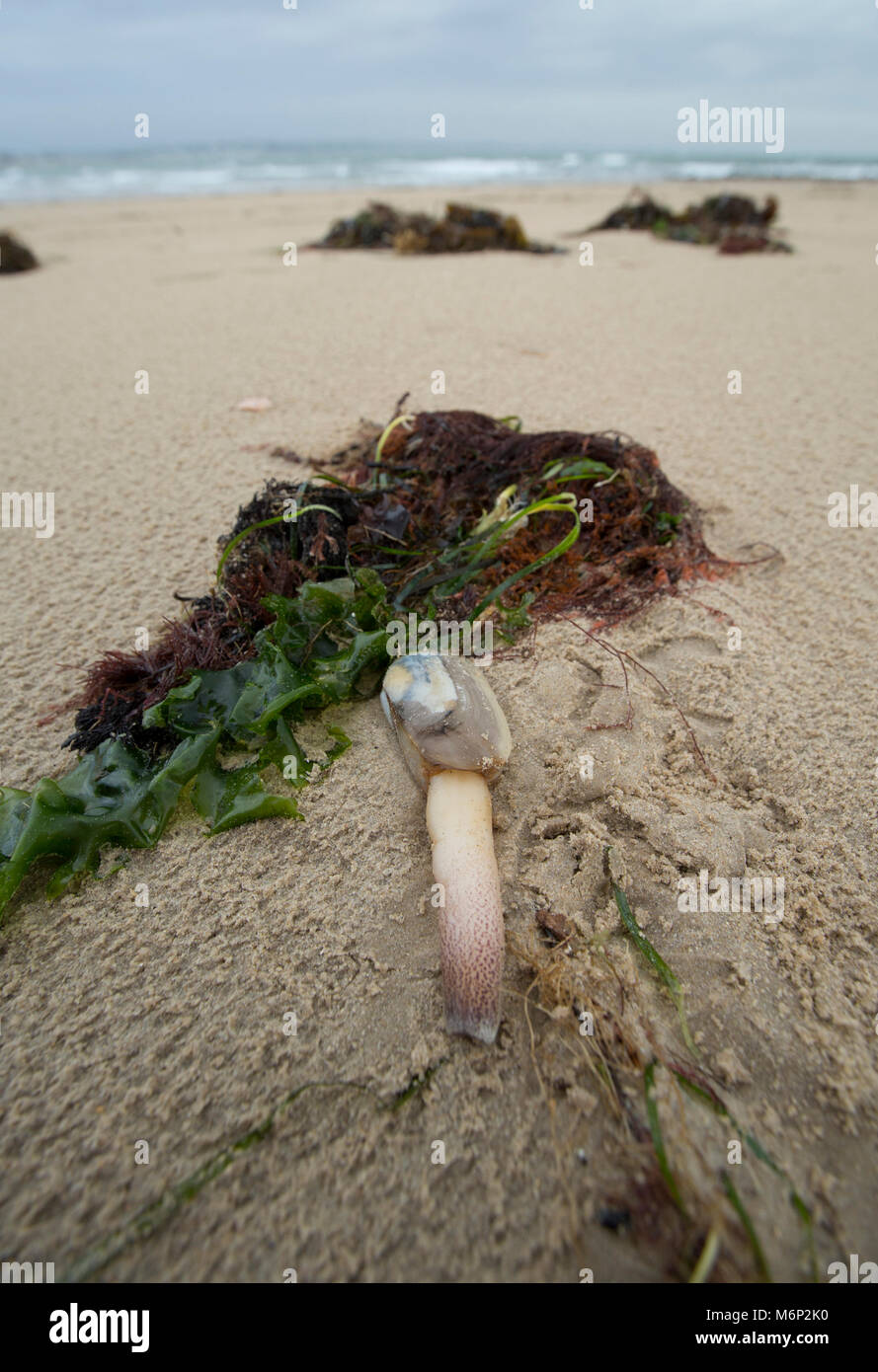 Dead and dying common otter clam that has been washed ashore after the ...