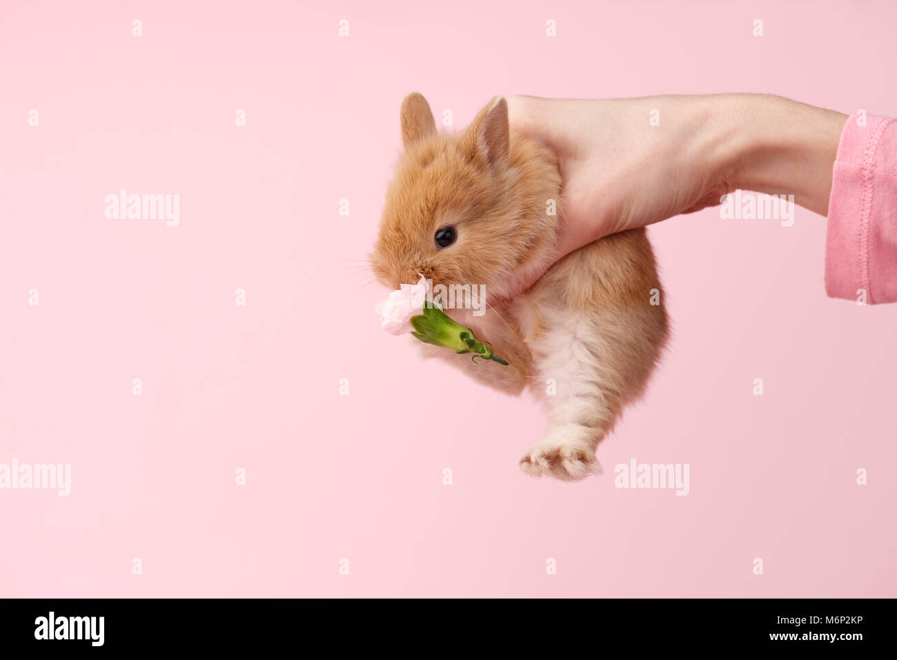 Cute ginger bunny rabbit with flower in its mouth in woman's hand on ...