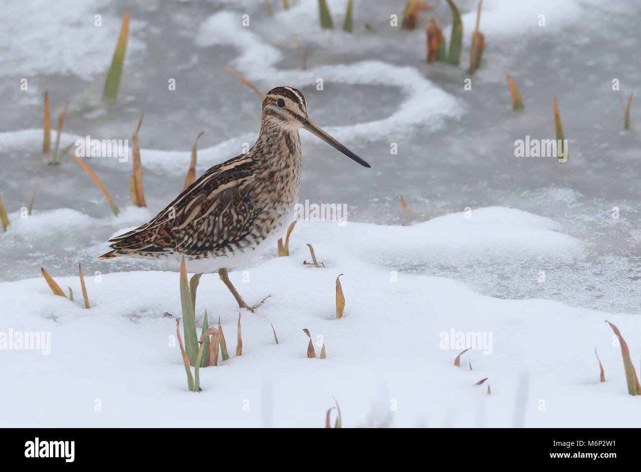 Pool snipe hi-res stock photography and images - Alamy
