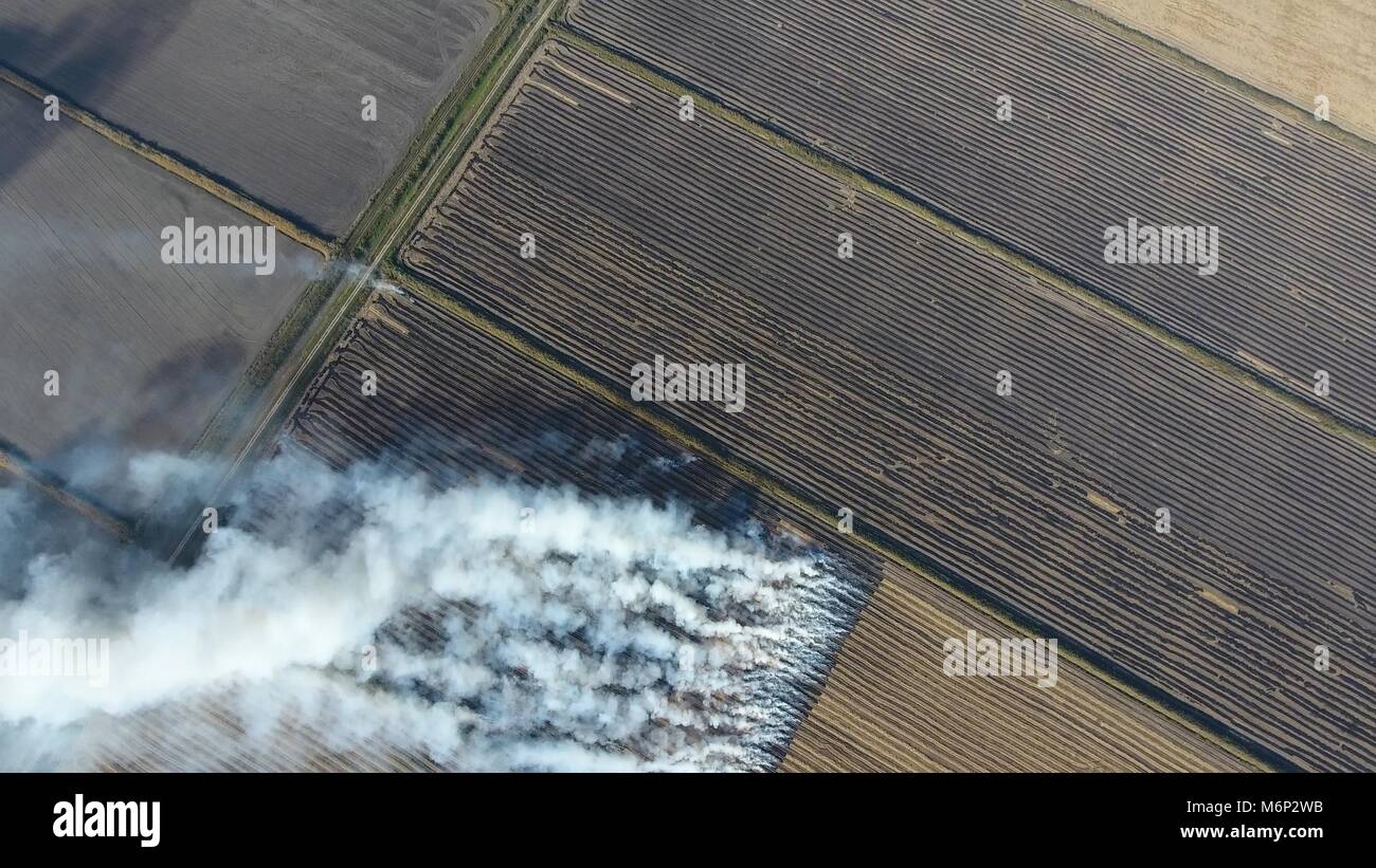 The burning of rice straw in the fields. Smoke from the burning of rice ...
