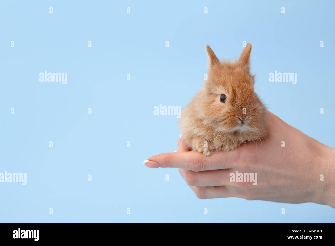 Woman's hands holding cute ginger bunny rabbit on blue background Stock ...