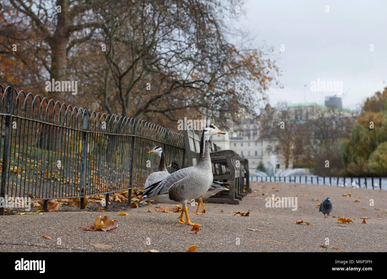 Duck. St. Jame's park. London Stock Photo - Alamy