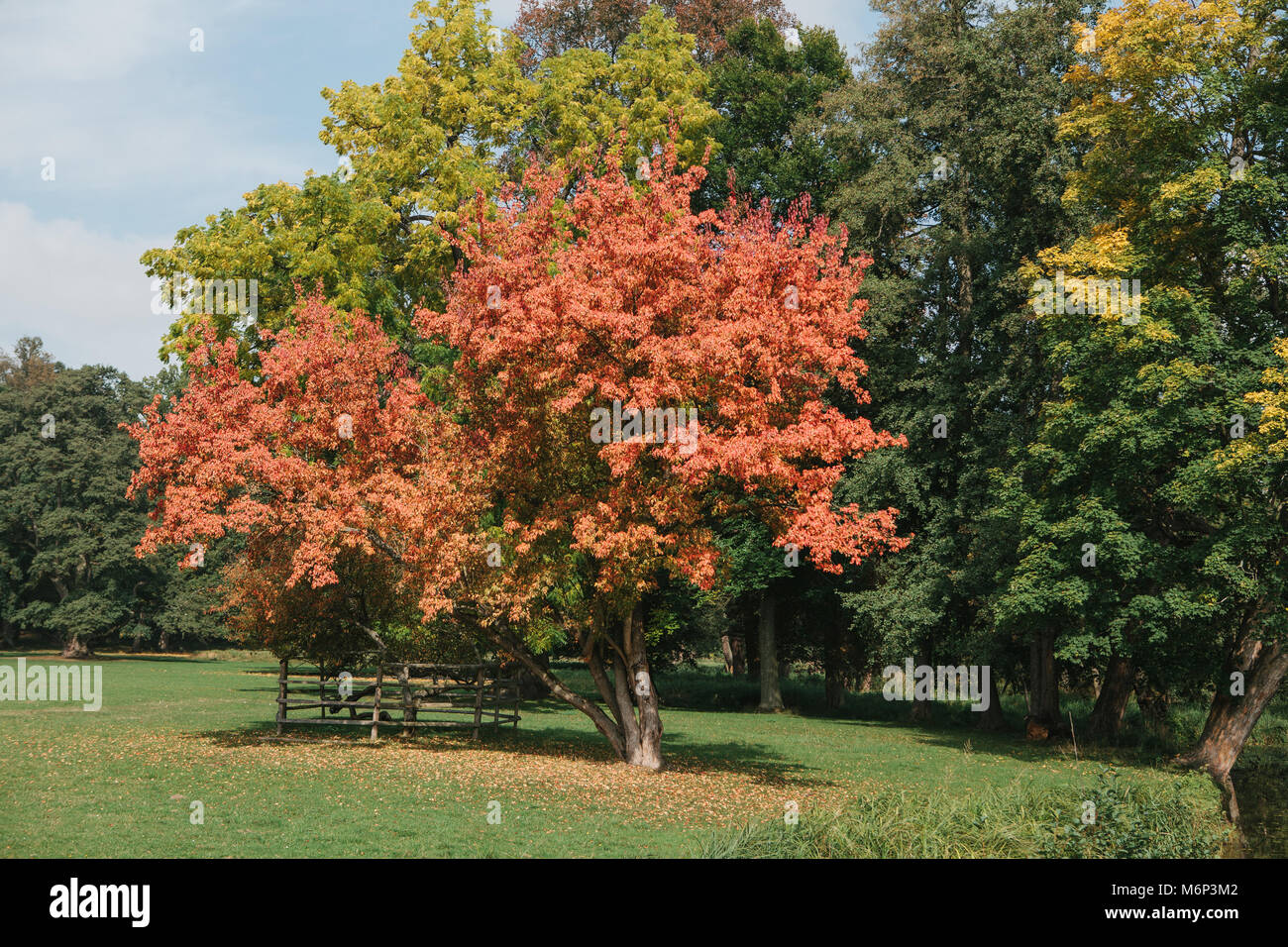 beautiful autumn trees with red, yellow and green leaves in the park on ...
