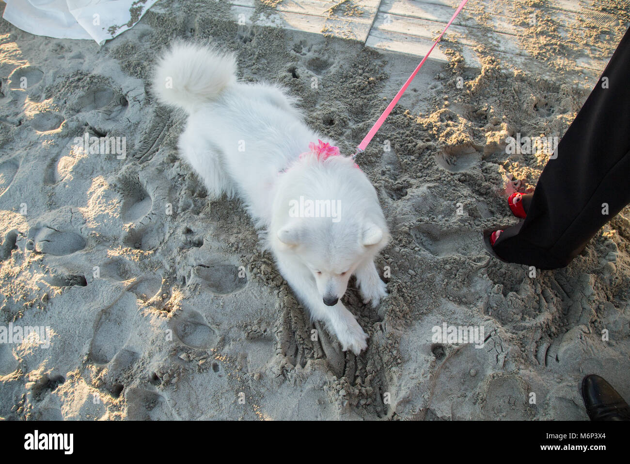 Samoyed dog on the beach Stock Photo - Alamy