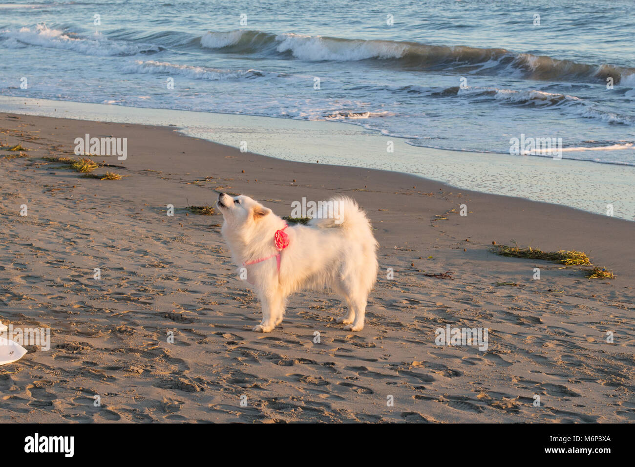 Samoyed dog on the beach Stock Photo - Alamy